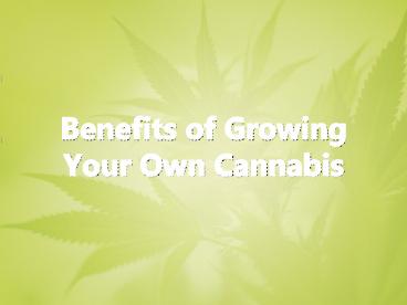 PPT – Benefits of Growing Your Own Cannabis PowerPoint presentation ...