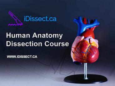 PPT – For Human Anatomy Dissection Course - Check out IDISSECT ...