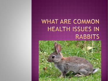 What are Common Health Issues of Rabbits presentation | free to download