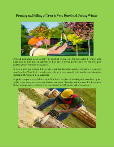 PPT – Tree Services nsw, Tree Lopping, Tree Pruning, Tree Removal ...