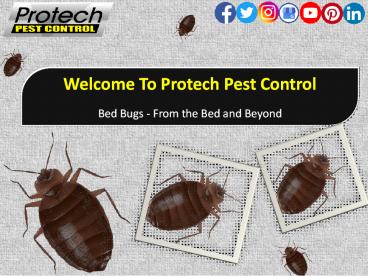 PPT – Bed Bugs - From The Bed and Beyond PowerPoint presentation | free ...