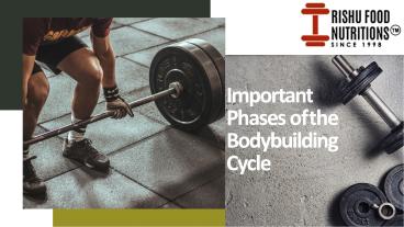 PPT – Important Phases of the Bodybuilding Cycle PowerPoint ...