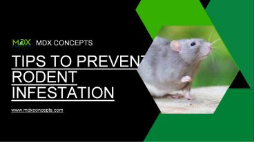 Five Tips to Identify a Rat Infestation presentation | free to download