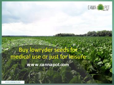 PPT – Buy lowryder seeds for medical use or just for leisure PowerPoint ...