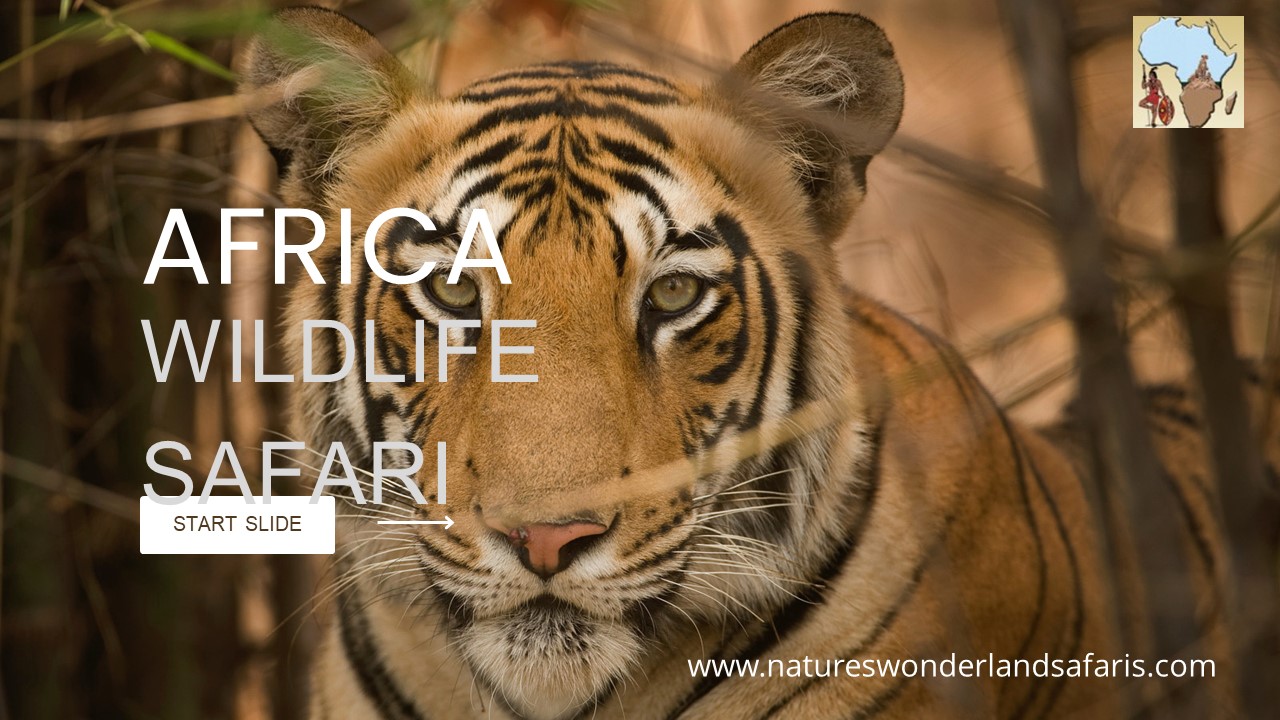 Africa Wildlife Safari presentation | free to download
