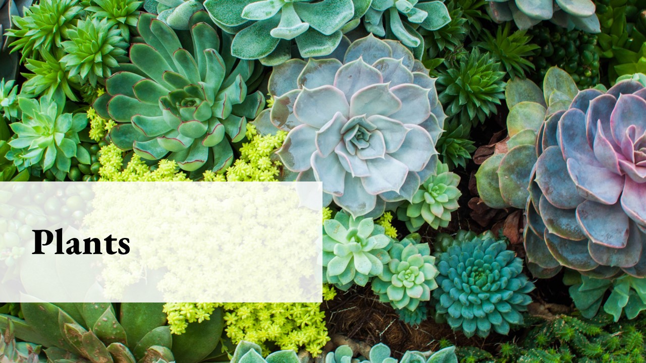 PPT – Plants PowerPoint presentation | free to download - id: 95343a-ZTU1Z