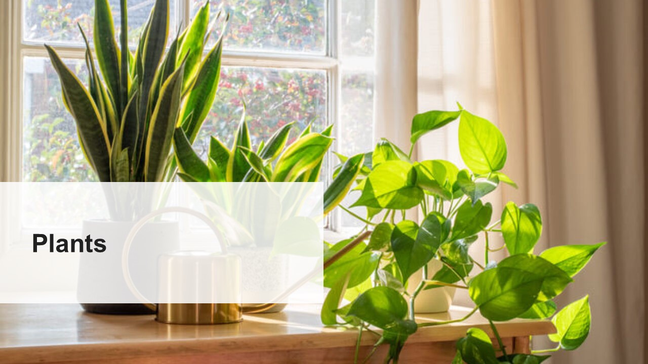 PPT – Plants (1) PowerPoint presentation | free to download - id ...