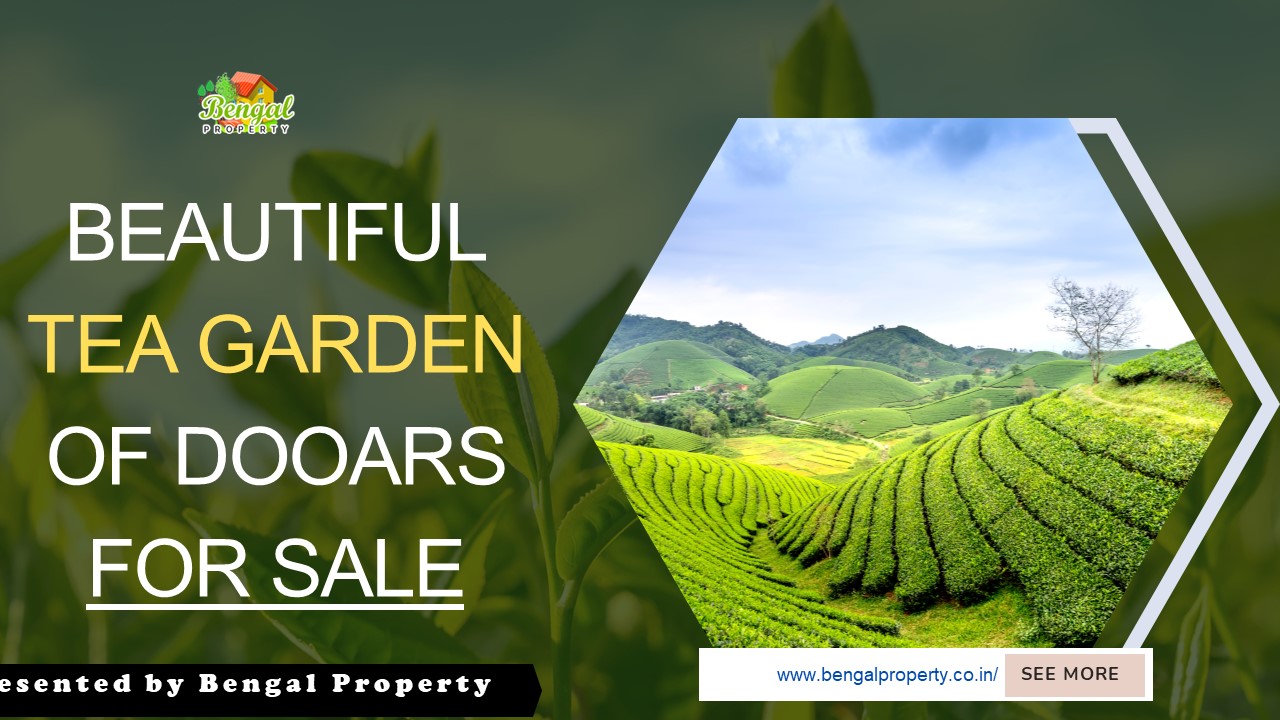PPT – Beautiful Tea Gardens of Dooars For Sale PowerPoint presentation | free to download - id ...