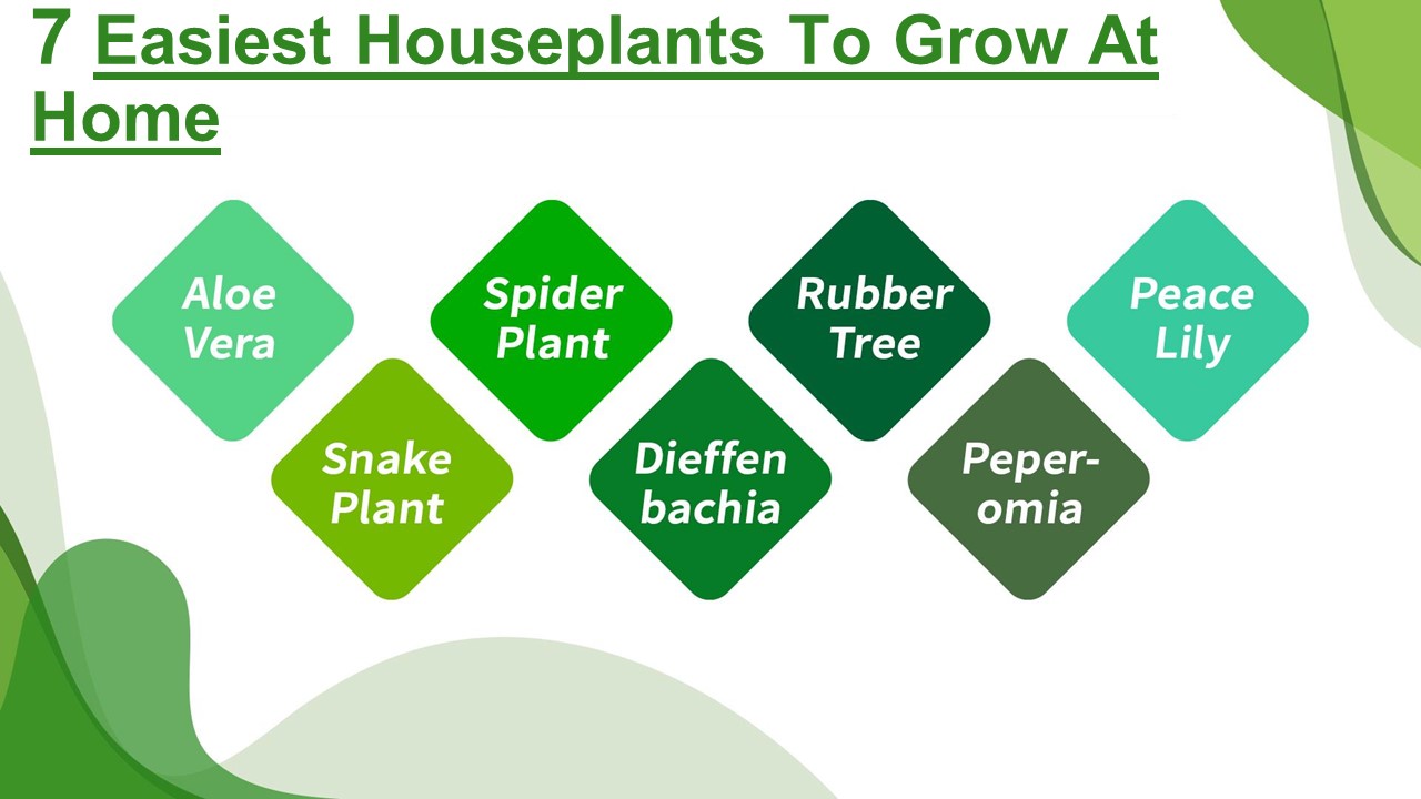 PPT – 7 EASIEST HOUSEPLANTS TO GROW AT HOME PowerPoint presentation ...