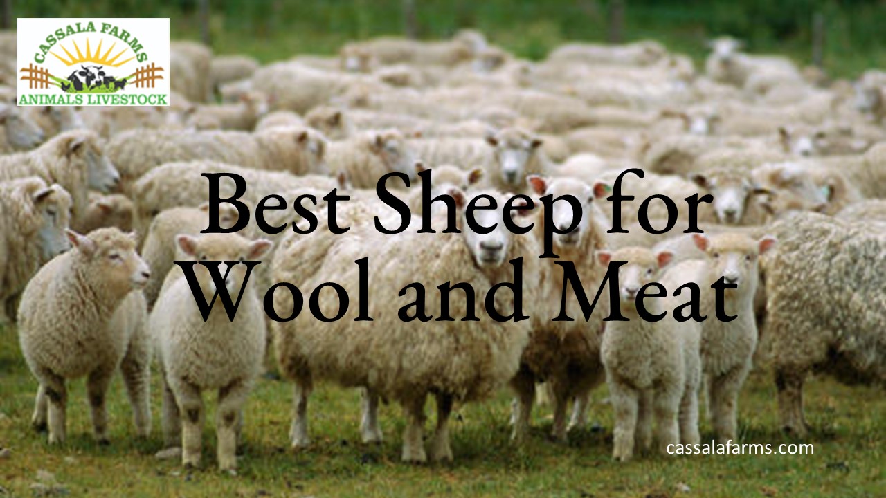 PPT – Best Sheep for Wool and Meat PowerPoint presentation | free to ...