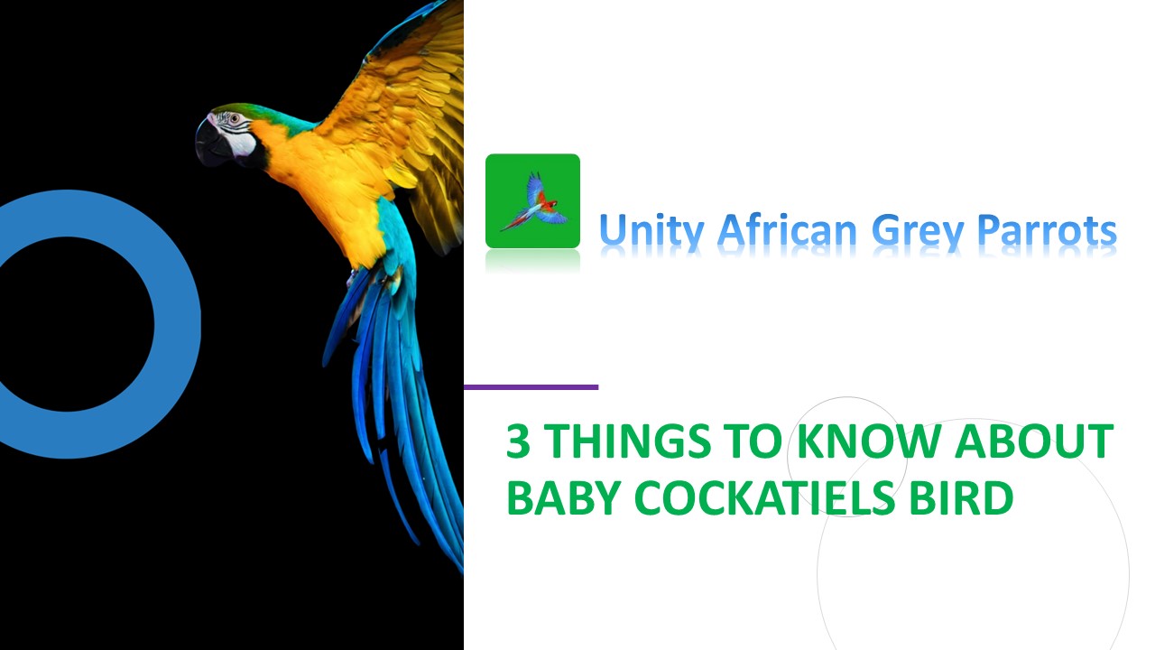 3 Things to Know About Baby Cockatiels Bird presentation | free to download