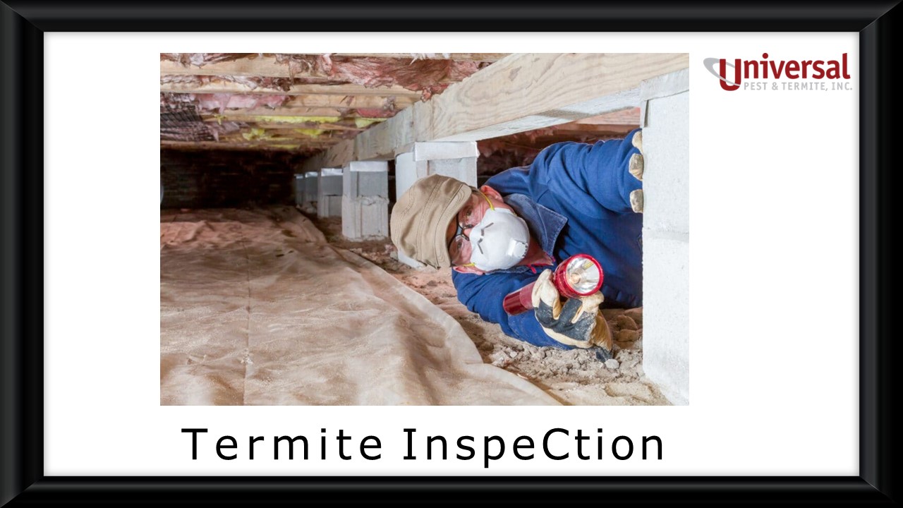 PPT – Termite Inspection PowerPoint presentation | free to download - id: 95dd81-YjZmM