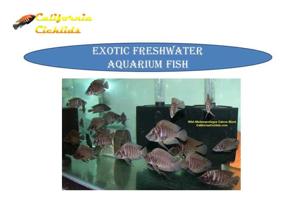 PPT – Exotic Freshwater Aquarium Fish PowerPoint presentation | free to ...