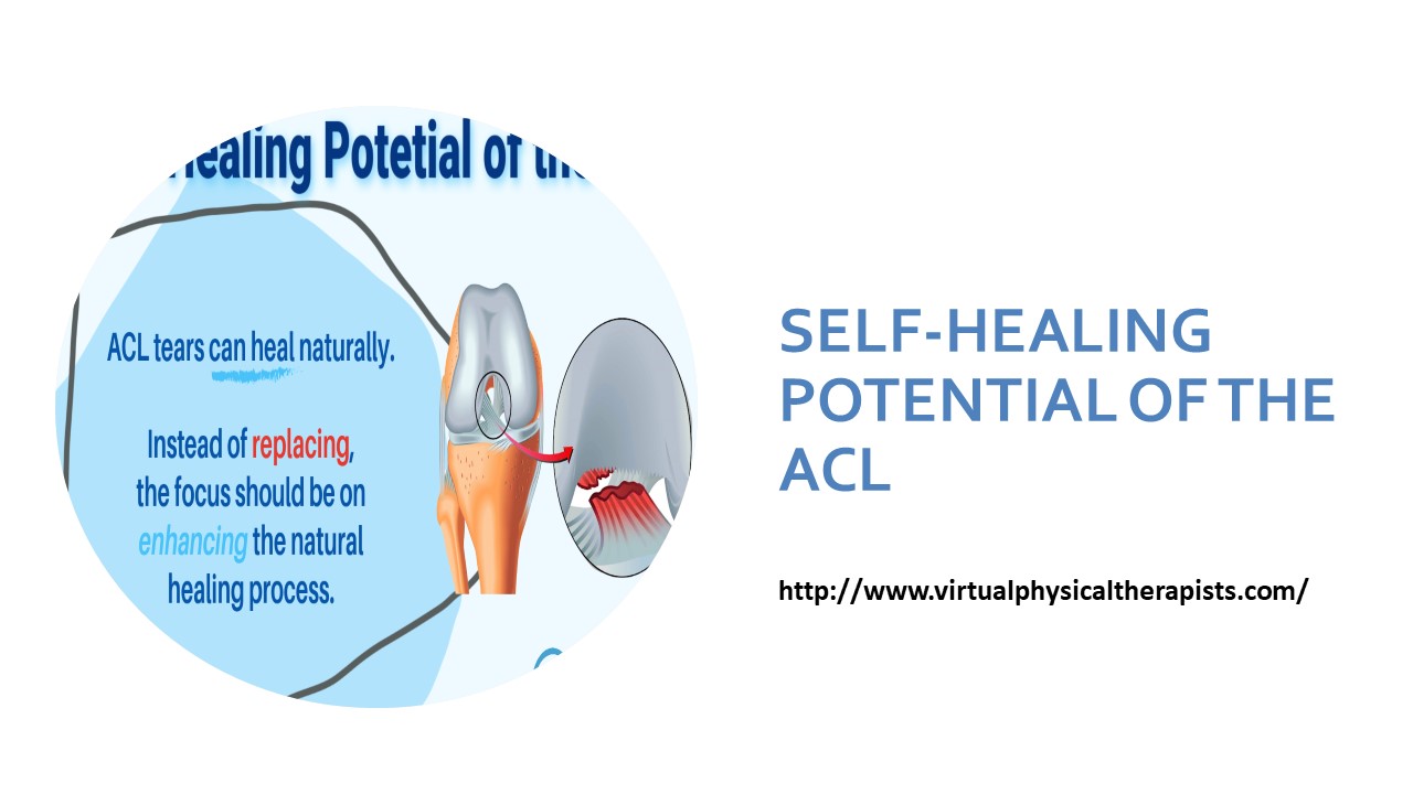 PPT – SELF-HEALING POTENTIAL OF THE ACL PowerPoint presentation | free ...