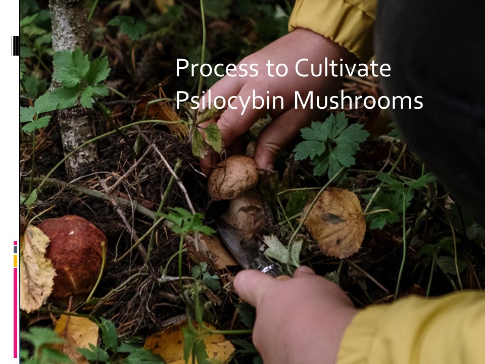 PPT – Process to Cultivate Psilocybin Mushrooms PowerPoint presentation ...