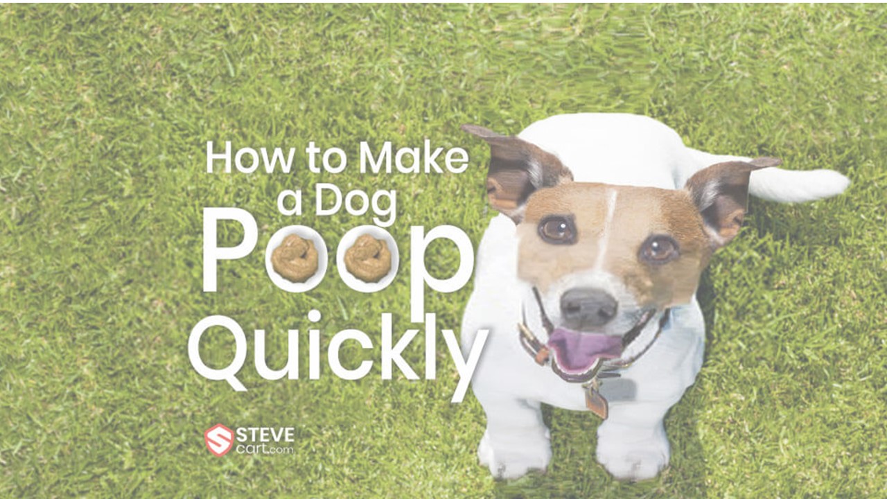 The Secret of How to Make a Dog Poop Quickly presentation | free to ...