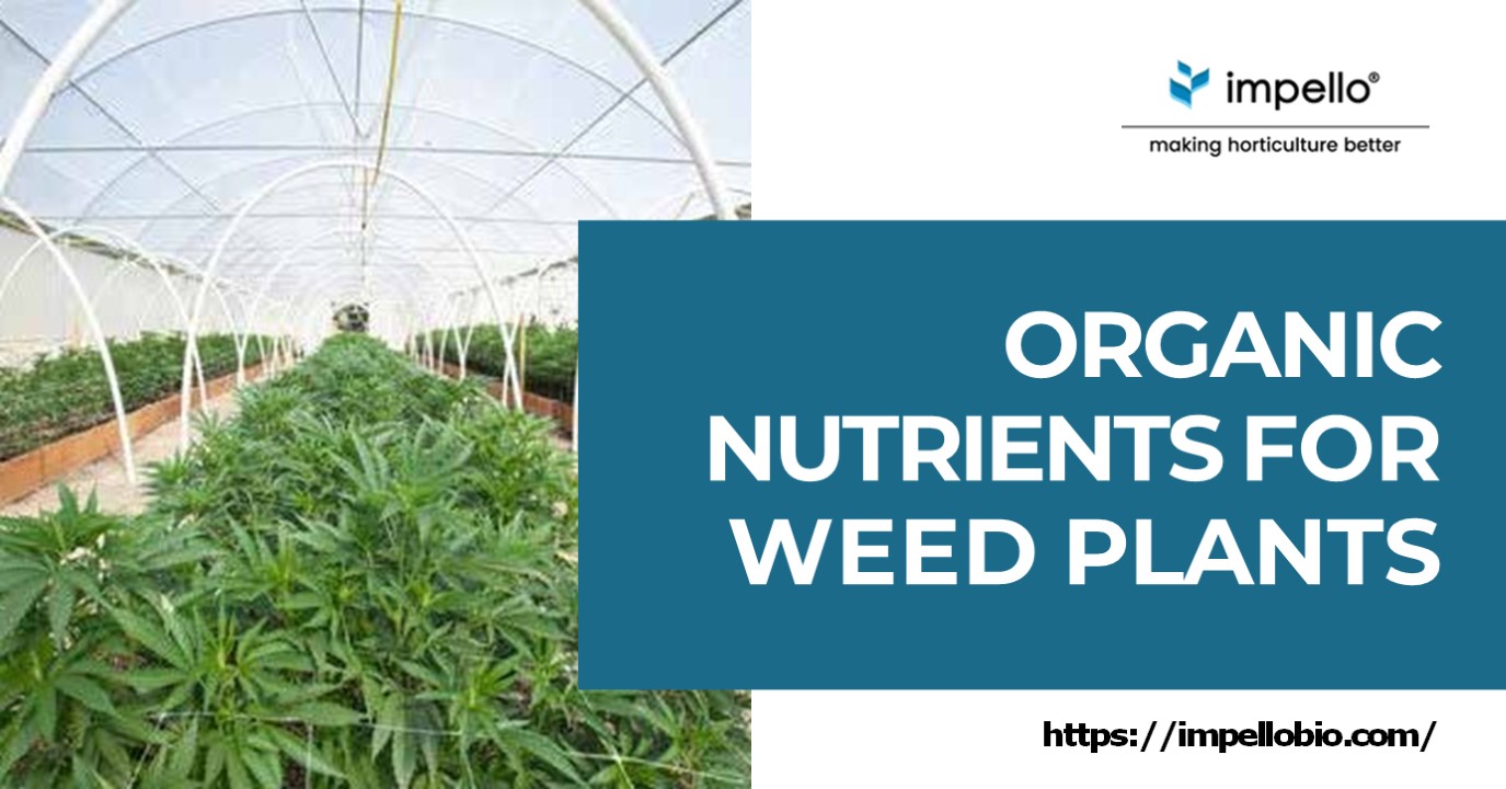 PPT – A complete guide to organic nutrients for weed plants PowerPoint ...