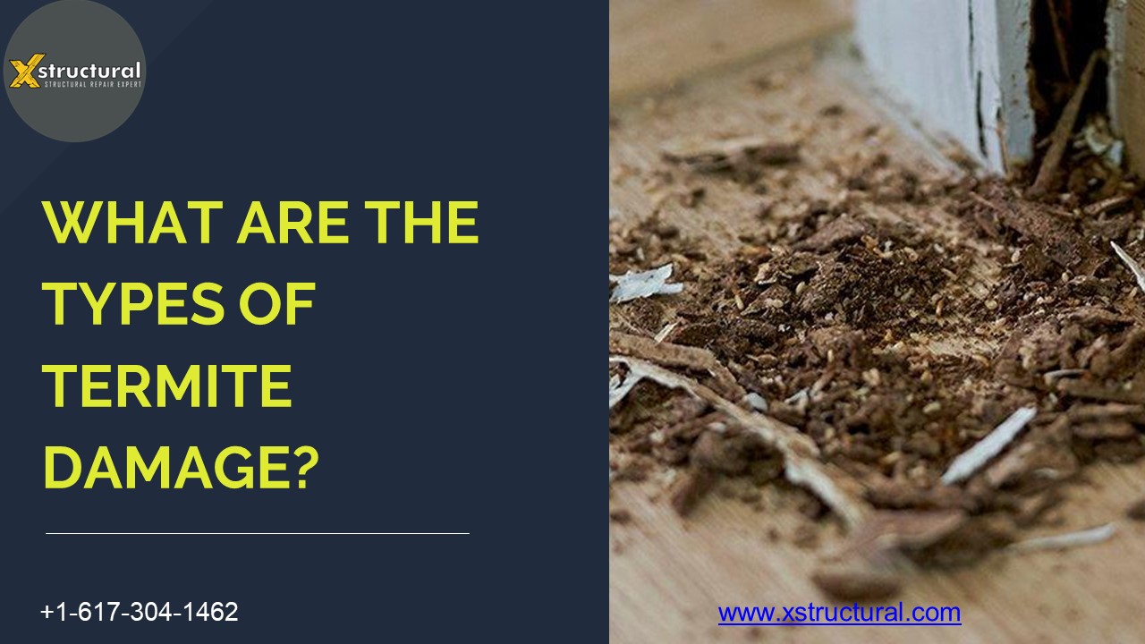 PPT – What Are The Types of Termite Damage? PowerPoint presentation ...