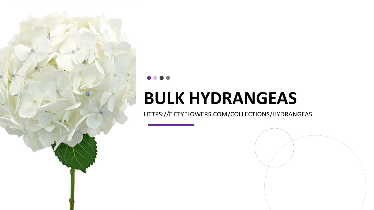 bulk hydrangeas presentation | free to download