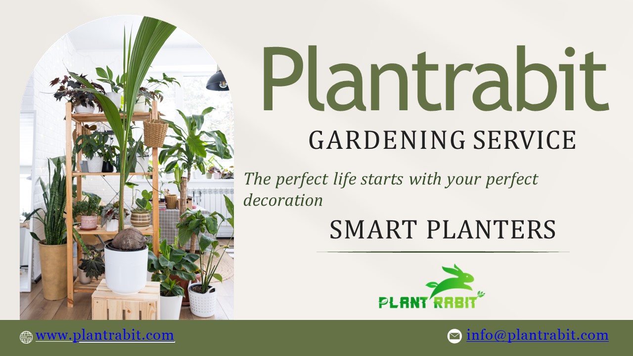 INDOOR PLANTS presentation | free to download