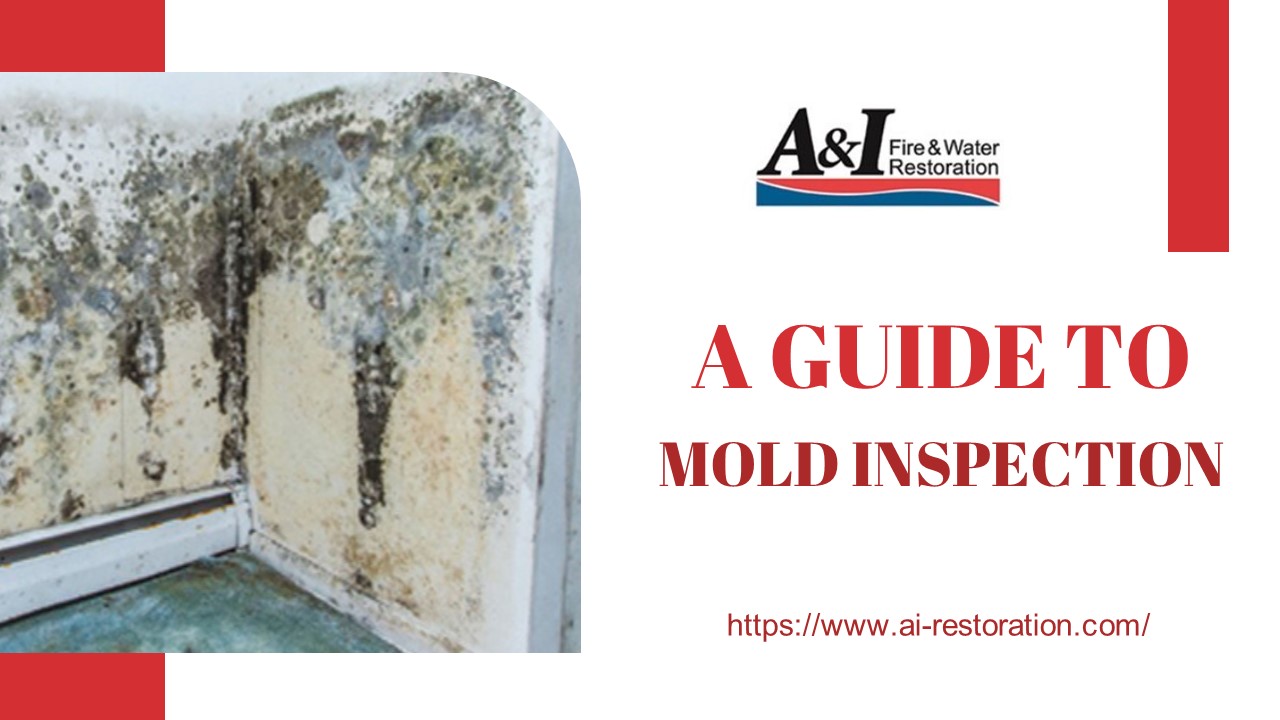 A Guide to Mold Inspection: What are Molds, Right Time for Inspection ...