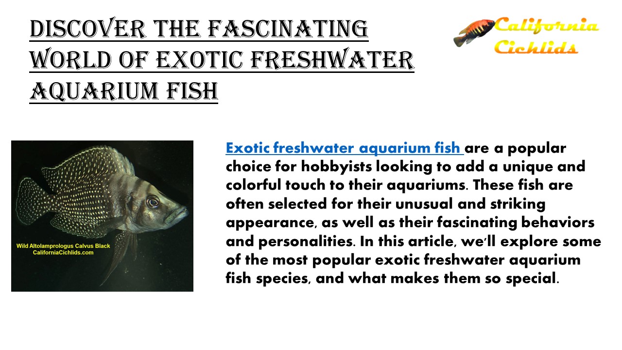 Discover the Fascinating World of Exotic Freshwater Aquarium Fish ...