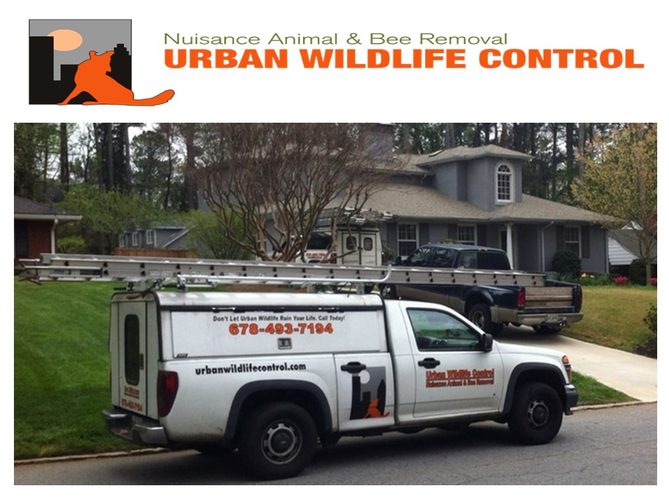 Georgia, pest Control Service Company presentation | free to download