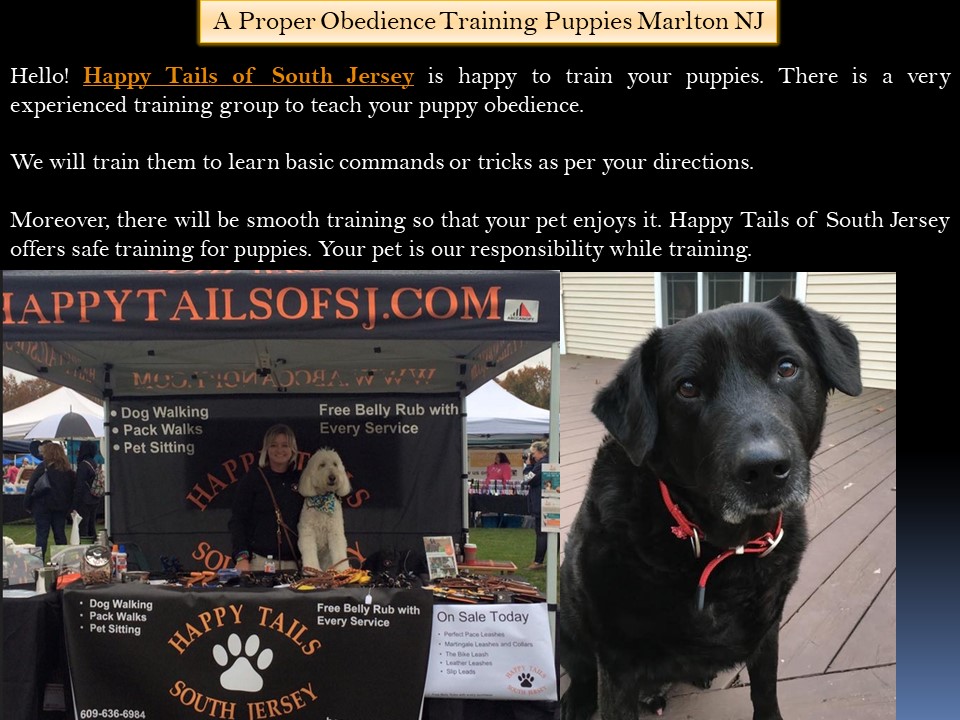 PPT A Proper Obedience Training Puppies Marlton Nj PowerPoint PPT A Proper Obedience Training Puppies Marlton Nj PowerPoint