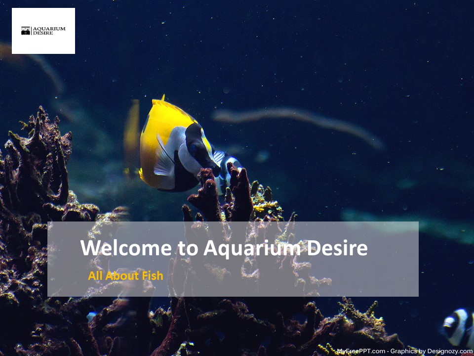 PPT – Best 10 Gallon Fish Tank | Aquarium Desire PowerPoint ...