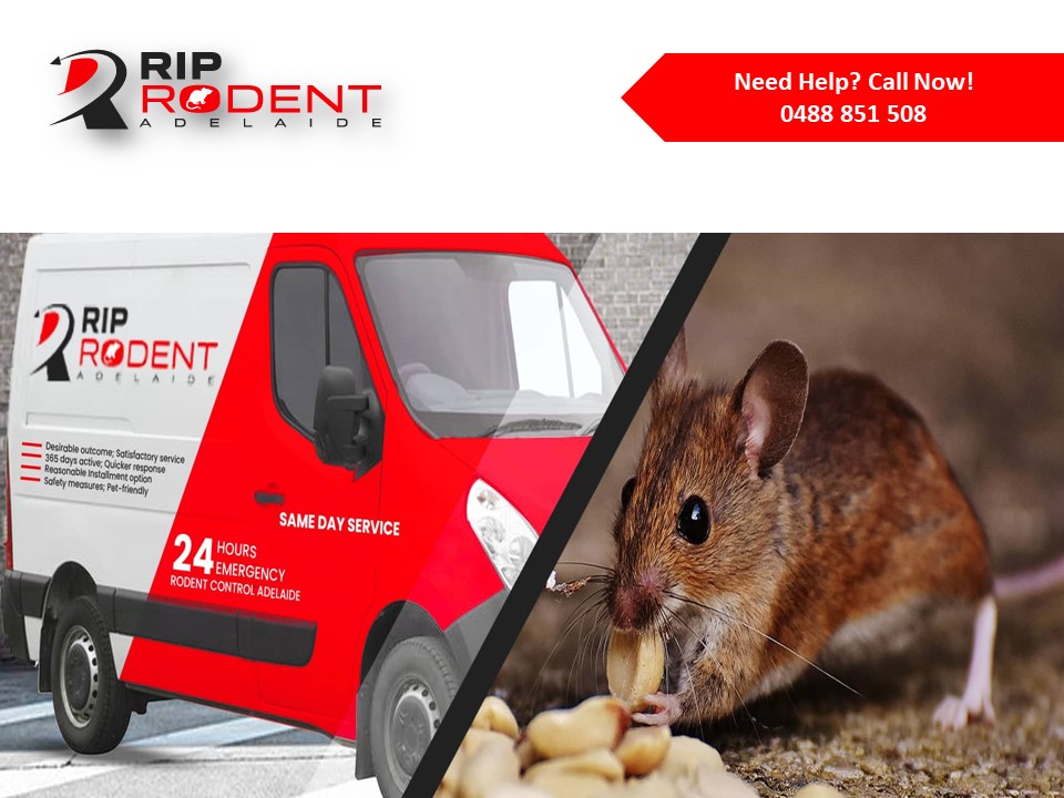 RIP Rodent Control Adelaide SA presentation | free to download