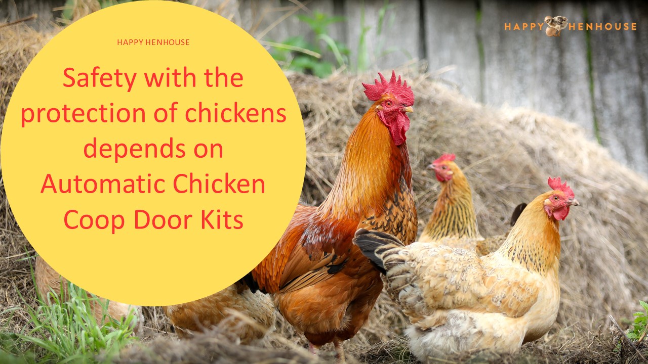 PPT – Safety with the protection of chickens depends on Automatic ...