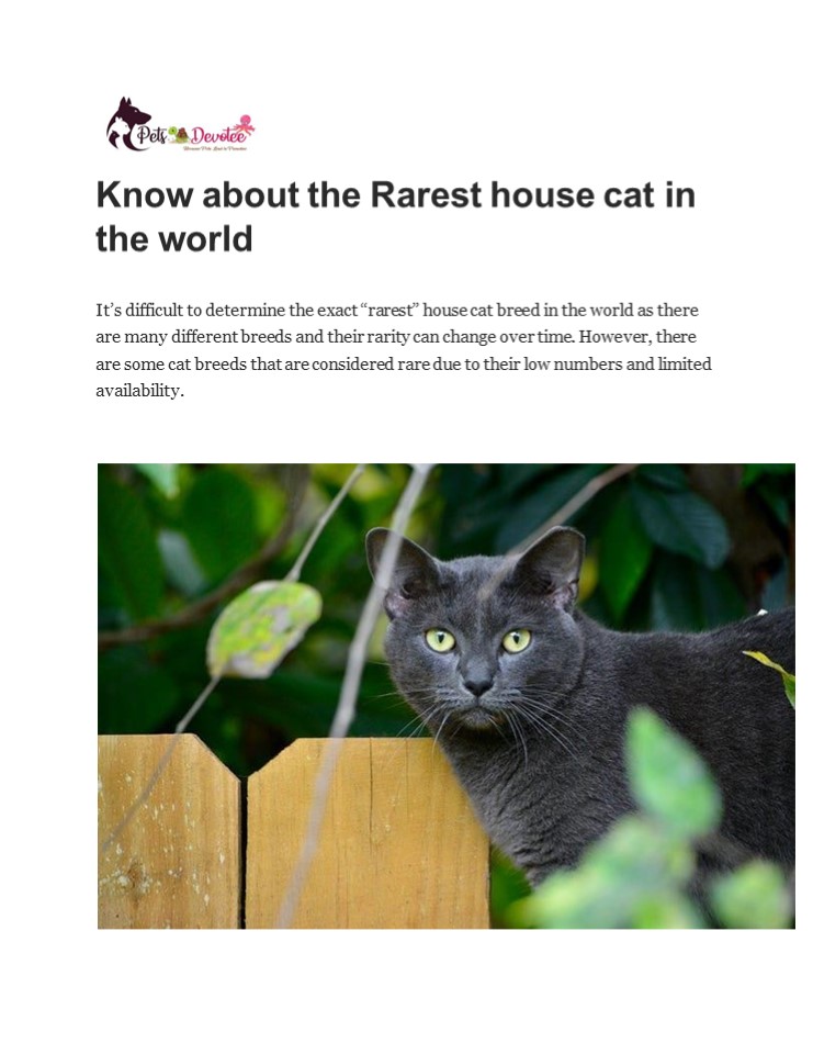 PPT – Know about the Rarest house cat in the world PowerPoint ...