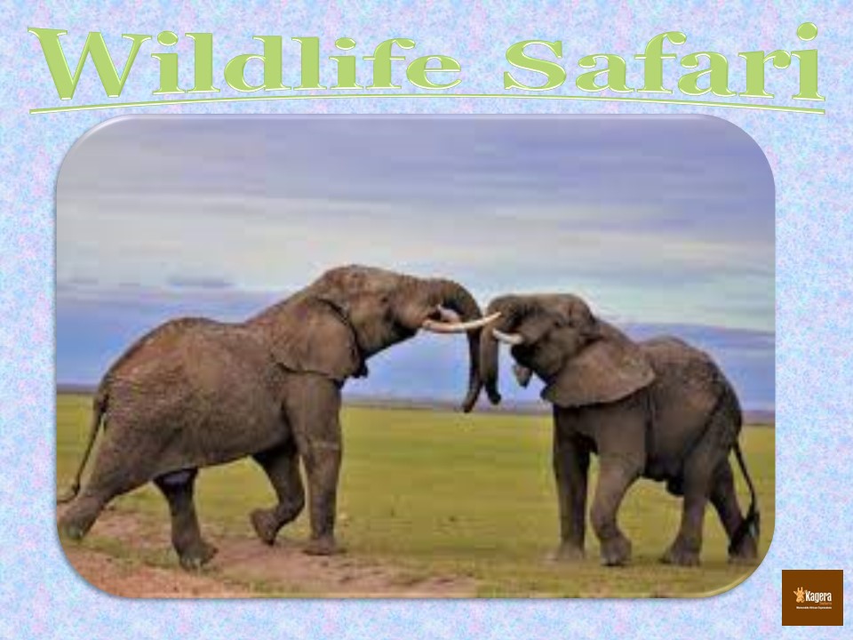 Wildlife Safari presentation | free to download