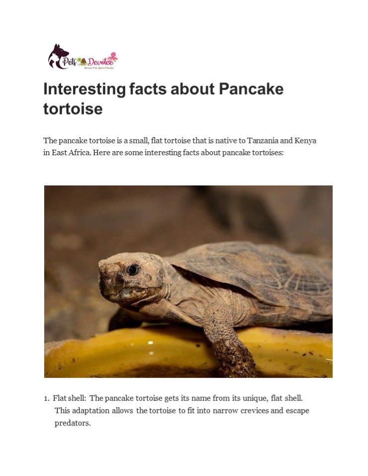 Interesting facts about Pancake tortoise presentation | free to download