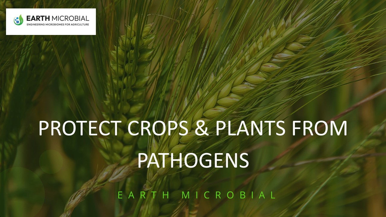 PPT – Protect crops & plants from pathogens | Earth Microbial ...