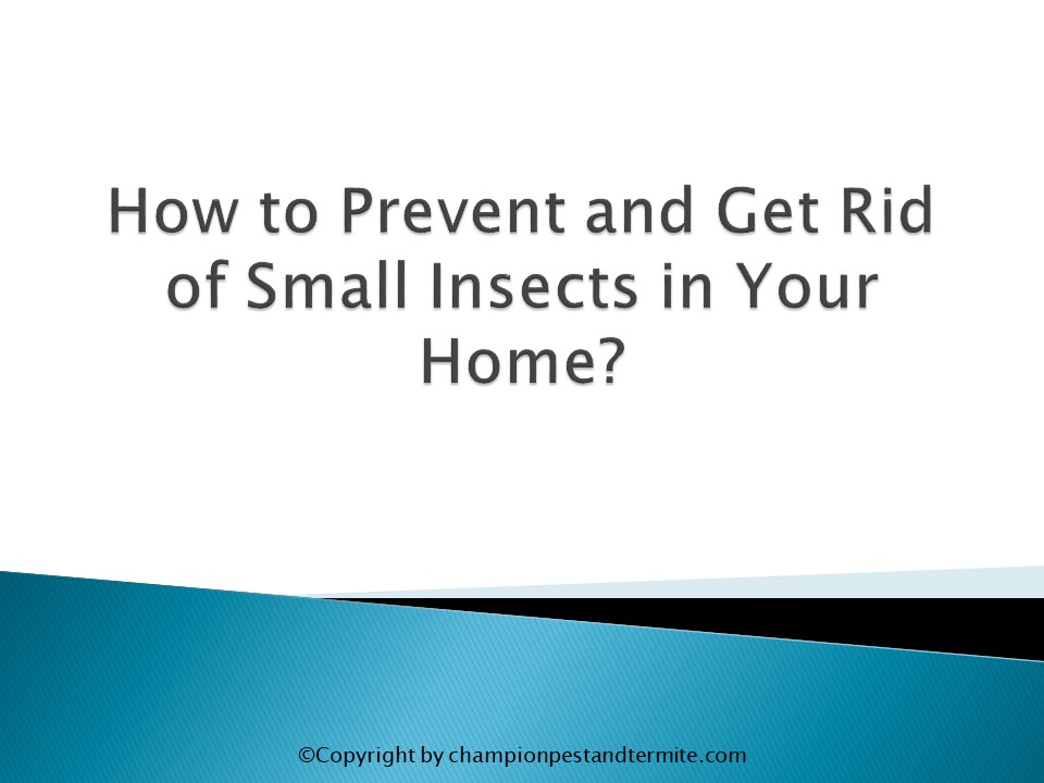 How to Prevent and Get Rid of Small Insects in Your Home? presentation ...