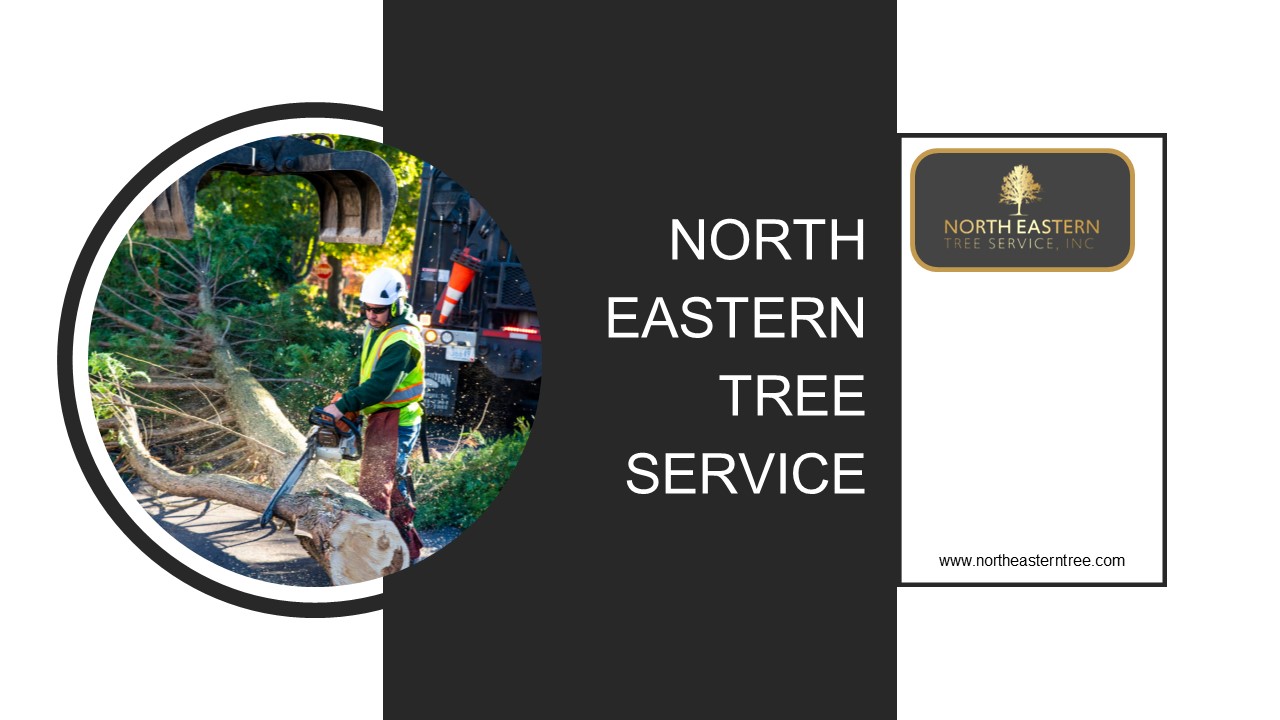 PPT – Tree Removal Service Utility - North Eastern Tree Service PowerPoint presentation | free ...