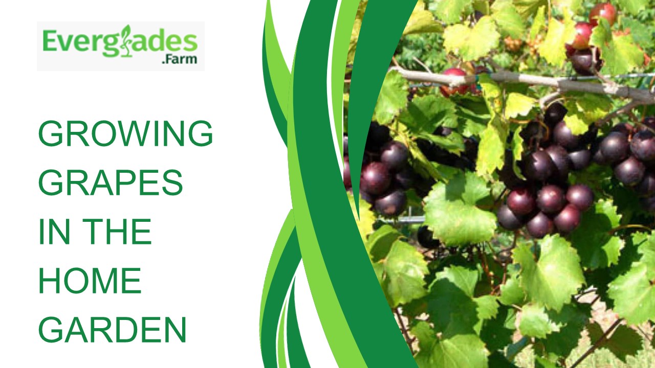 Growing Grapes In The Home Garden presentation | free to download