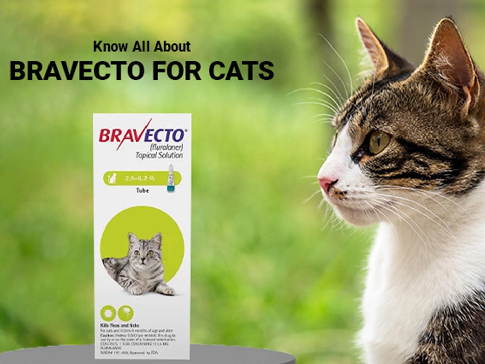 PPT – Know All About Bravecto for Cats PowerPoint presentation | free ...