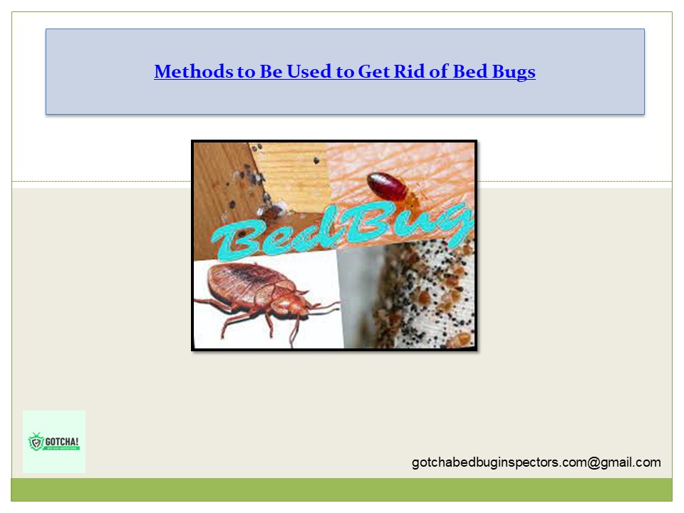Methods To Be Used To Get Rid Of Bed Bugs Presentation Free To Download