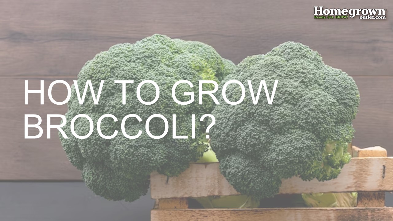 PPT – How to Grow Broccoli? PowerPoint presentation | free to download - id: 985705-MDlkN