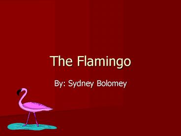 The Flamingo presentation | free to view