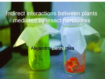 PPT – Indirect interactions between plants mediated by insect ...