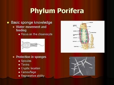 PPT – Phylum Porifera PowerPoint presentation | free to view - id ...