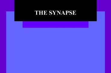 PPT – THE SYNAPSE PowerPoint presentation | free to view - id: 17d1e1-ZDc1Z