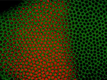 fate map: the earliest stages of cell division when cells begin to ...