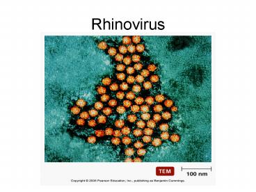Rhinovirus presentation | free to view