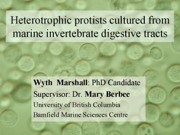 PPT – Heterotrophic protists cultured from marine invertebrate ...
