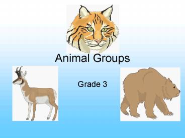 Animal Groups presentation | free to view