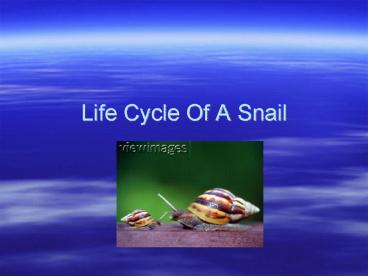 Life Cycle Of A Snail presentation | free to view